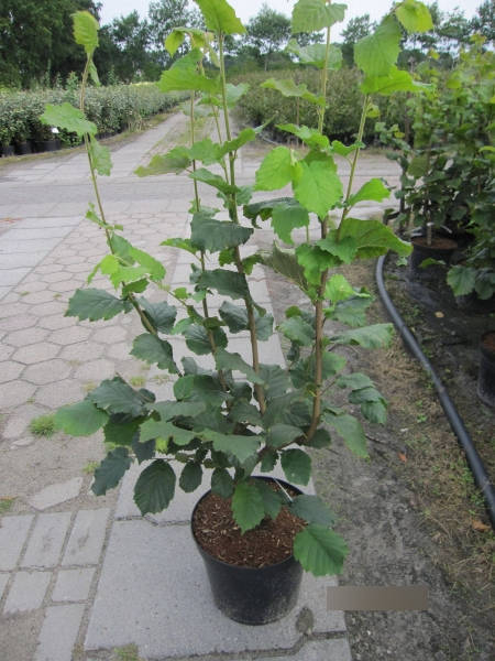 Corylus maxima Cosford - großfruchtige Haselnuss Cosford