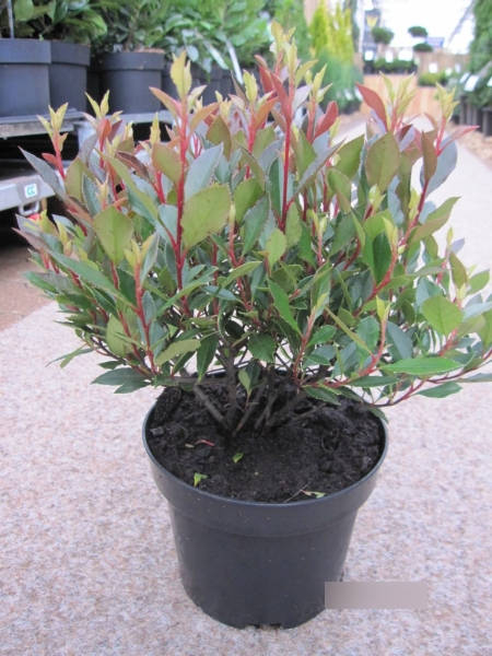 Photinia fraseri Chico - Glanzmispel Chico