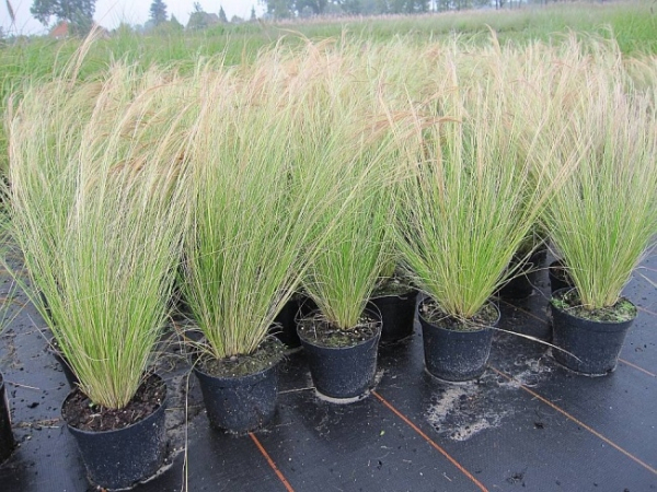Stipa tenuissima Pony Tails Zartes Federgras Frauenhaargras Engelshaar